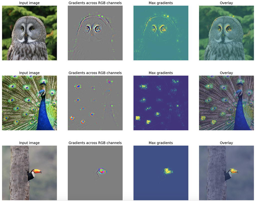 FlashTorch - feature visualisation toolkit in PyTorch - Deep Learning - fast.ai Course Forums